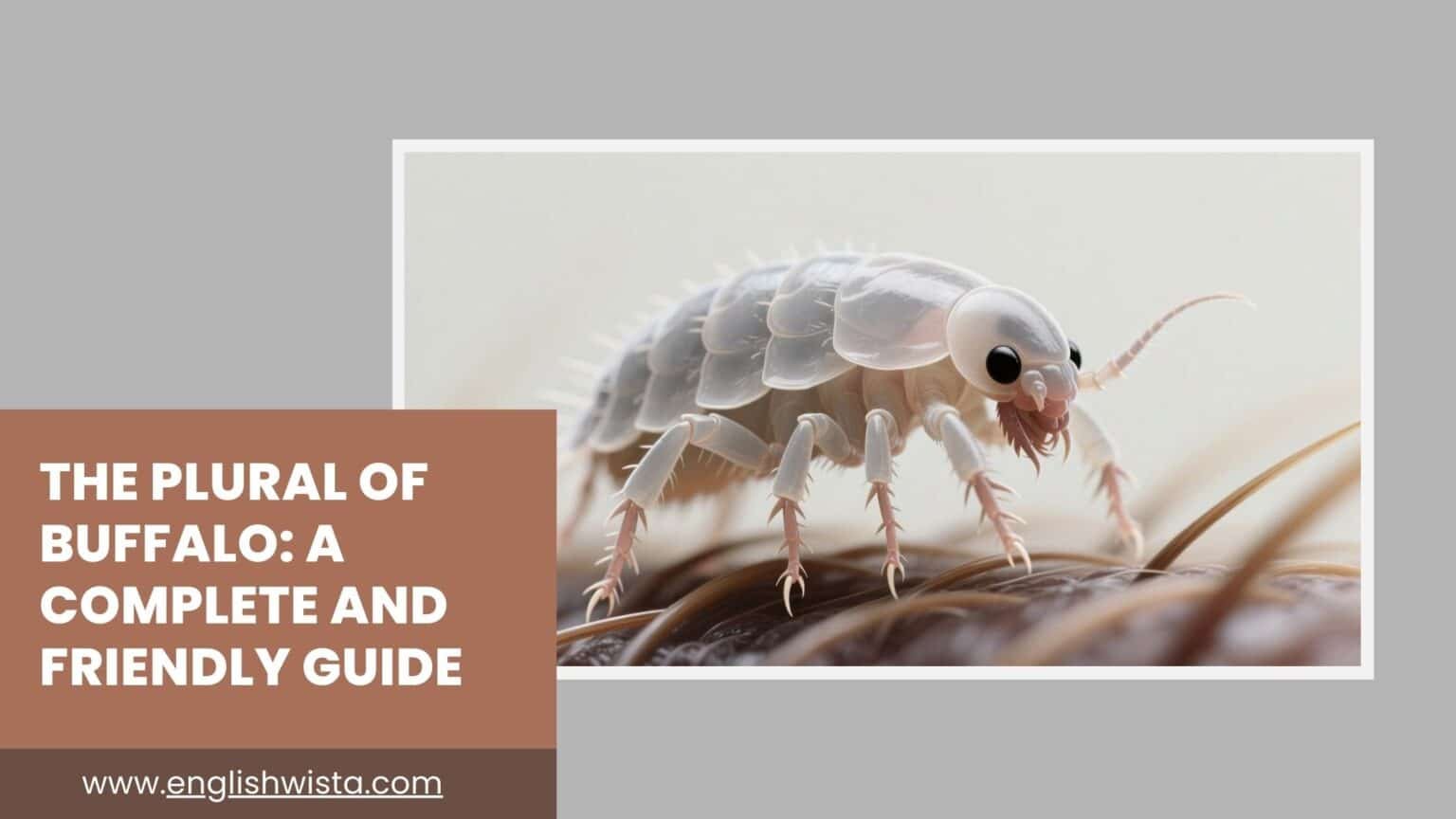 The Plural of Louse: A Complete and Friendly Guide - English Wista