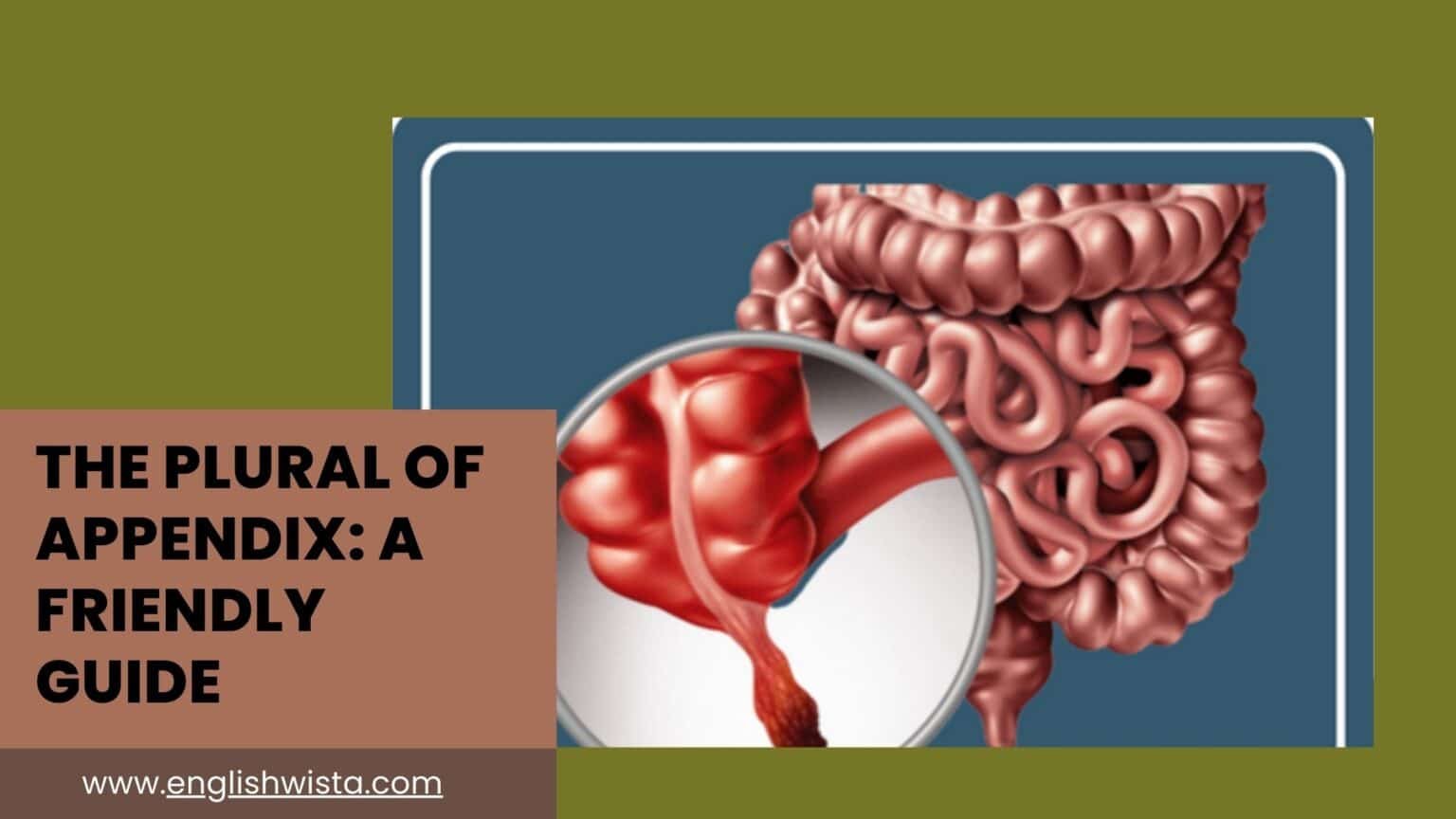 The Plural of Appendix: A Friendly Guide - English Wista