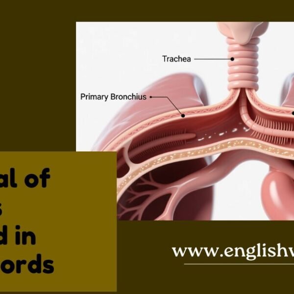 The Plural of Series: A Simple and Friendly Guide - English Wista