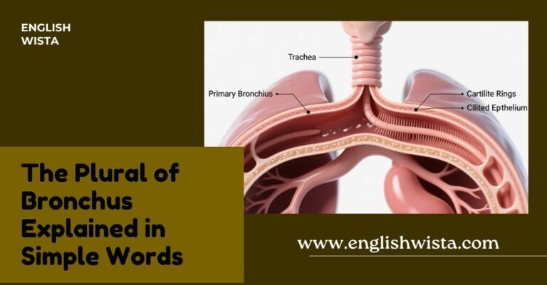 The Plural of Bronchus Explained in Simple Words - English Wista